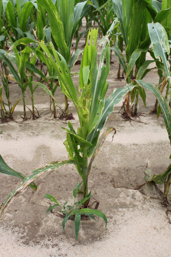 Fall Armyworm as a Pest of Corn | Land-Grant Press