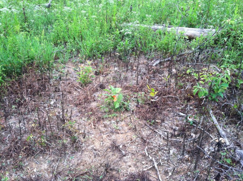 Potential Herbicide Applications for Hardwood Stands | Land-Grant Press