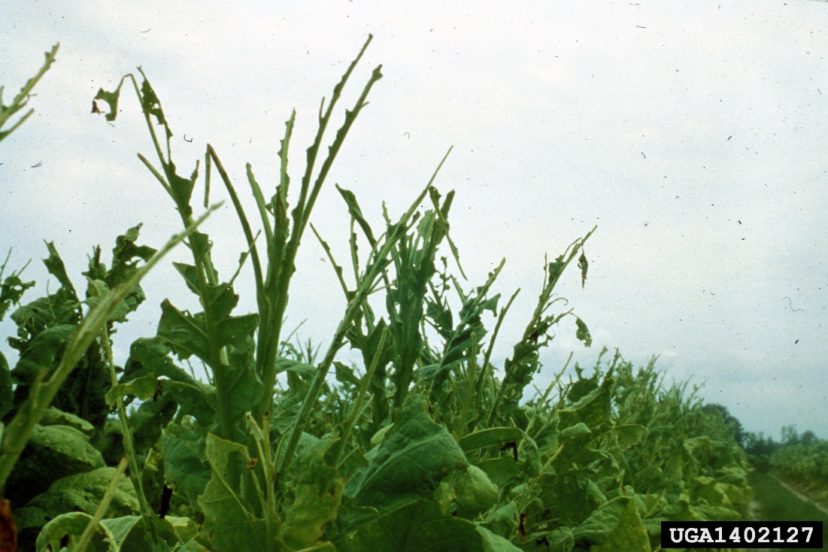 Tobacco Hornworm as a Pest of Tobacco | Land-Grant Press