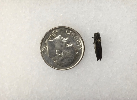 Flatheaded Hackberry Borer (Agrilus macer): A Secondary Pest on ...