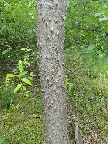 Flatheaded Hackberry Borer (Agrilus macer): A Secondary Pest on ...