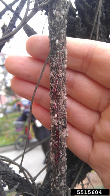 Managing Crapemyrtle Bark Scale Infestations in Urban Landscapes and ...