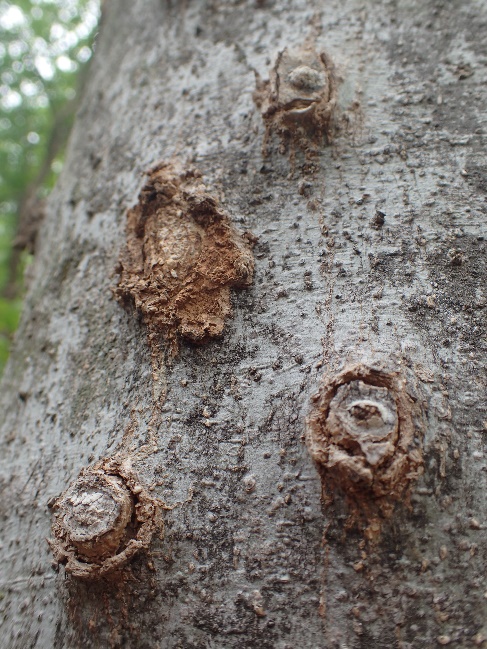 Flatheaded Hackberry Borer (Agrilus macer): A Secondary Pest on ...