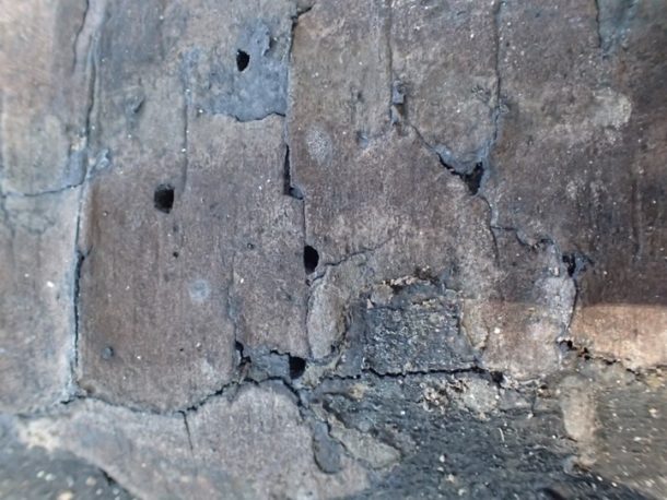 Flatheaded Hackberry Borer (Agrilus macer): A Secondary Pest on ...