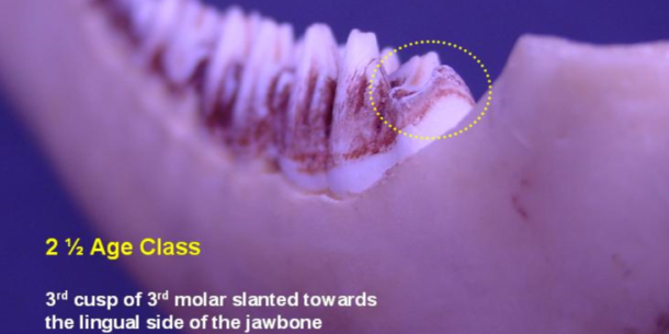 A Key for Aging White-Tailed Deer Using the Tooth Replacement and Wear ...