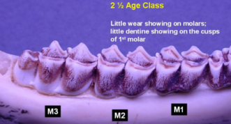 A Key for Aging White-Tailed Deer Using the Tooth Replacement and Wear ...