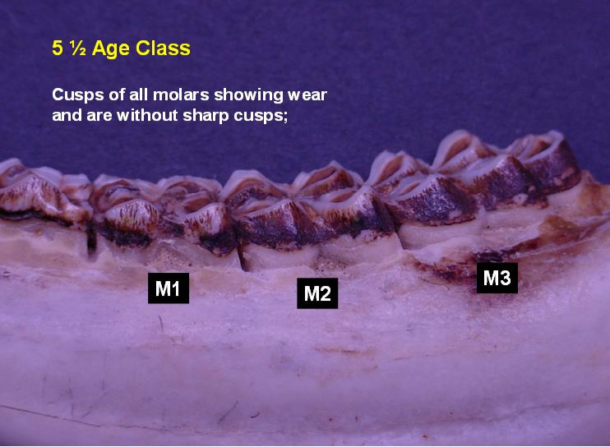 A Key for Aging White-Tailed Deer Using the Tooth Replacement and Wear ...