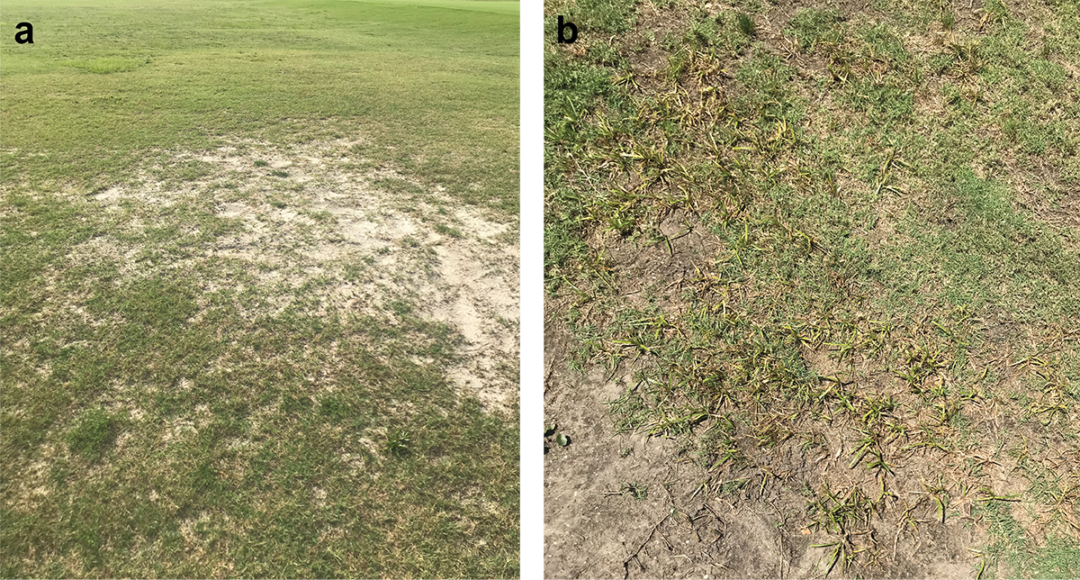 Biology and Management of Bermudagrass Mite | Land-Grant Press