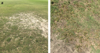 Biology and Management of Bermudagrass Mite | Land-Grant Press