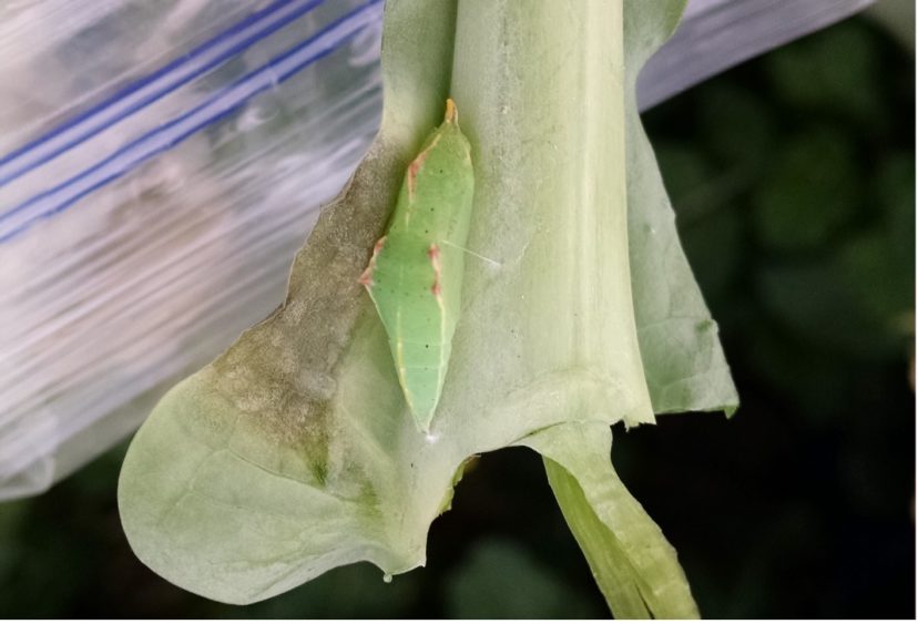 Identification of Common Insect Pests of Brassica Crops | Land-Grant Press