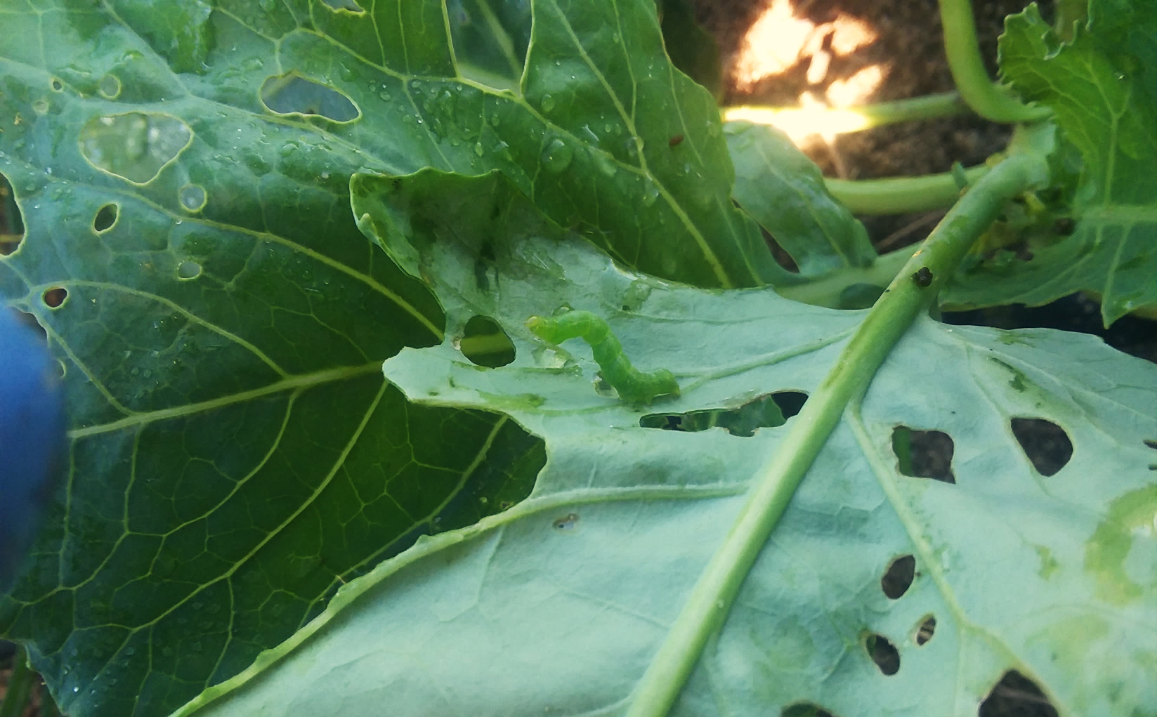 Identification of Common Insect Pests of Brassica Crops | Land-Grant Press