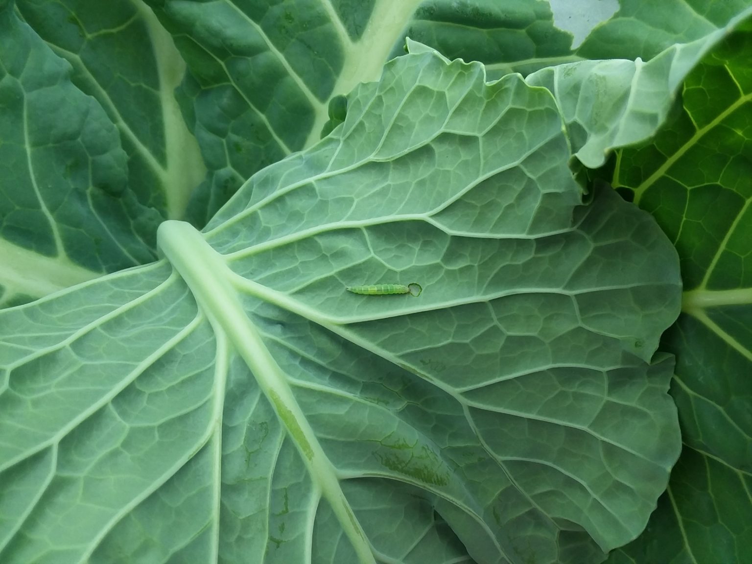 Identification of Common Insect Pests of Brassica Crops | Land-Grant Press