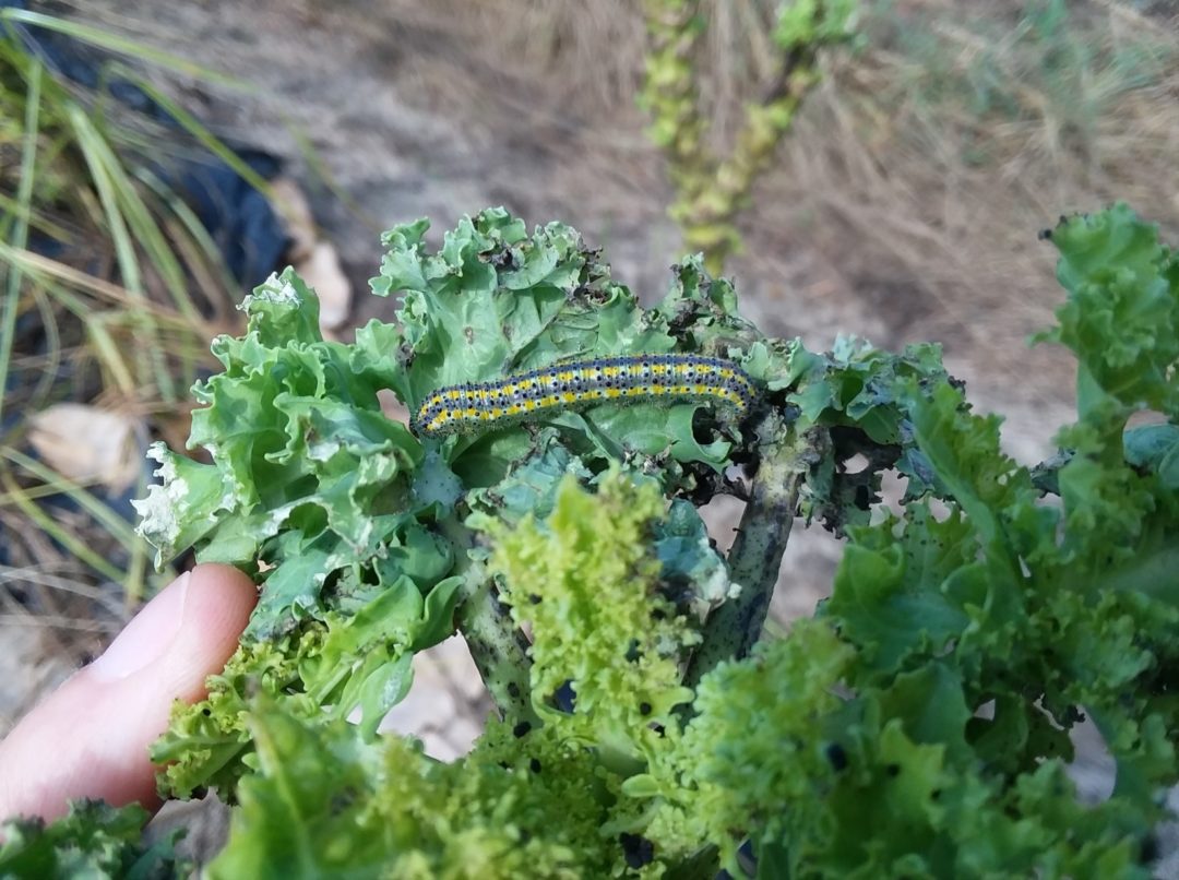 Identification of Common Insect Pests of Brassica Crops | Land-Grant Press