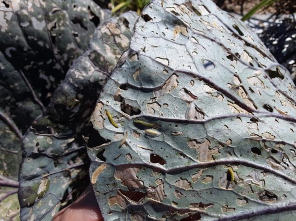 Identification of Common Insect Pests of Brassica Crops | Land-Grant Press