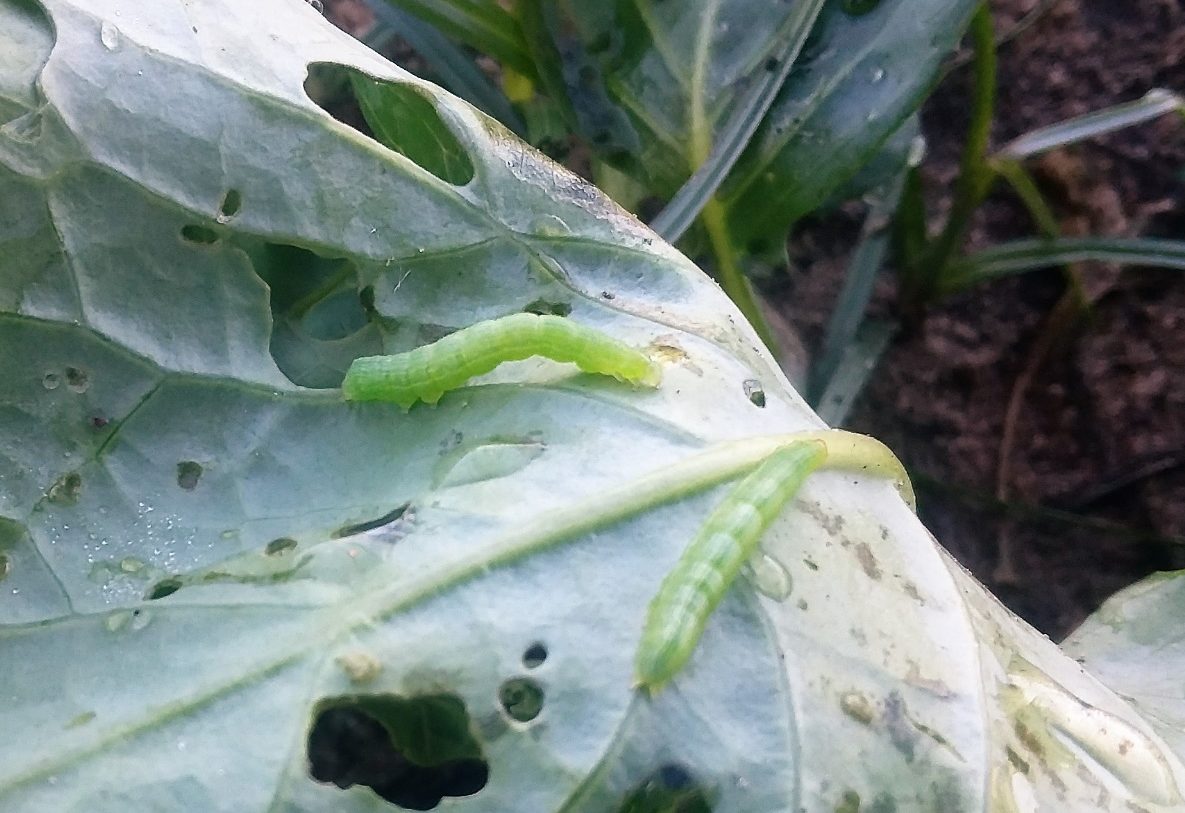 Identification of Common Insect Pests of Brassica Crops | Land-Grant Press
