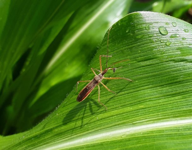 Common Natural Enemies of Brassica Insect Pests | Land-Grant Press