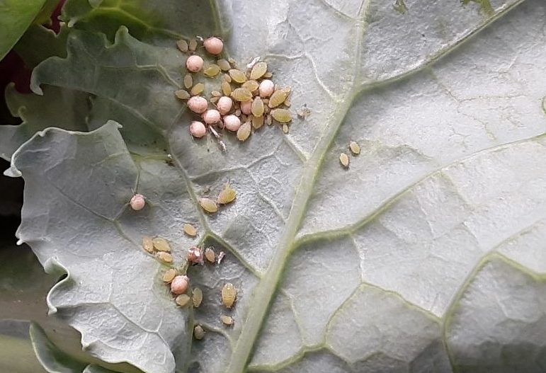 Common Natural Enemies of Brassica Insect Pests | Land-Grant Press