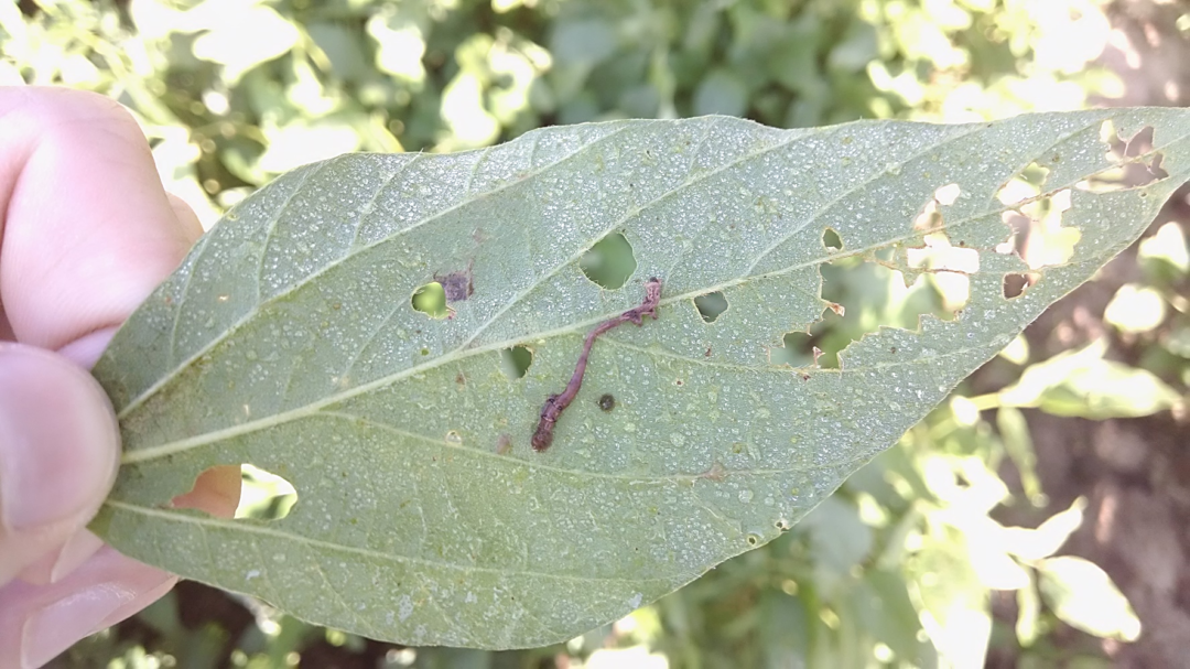 Common Natural Enemies of Brassica Insect Pests | Land-Grant Press