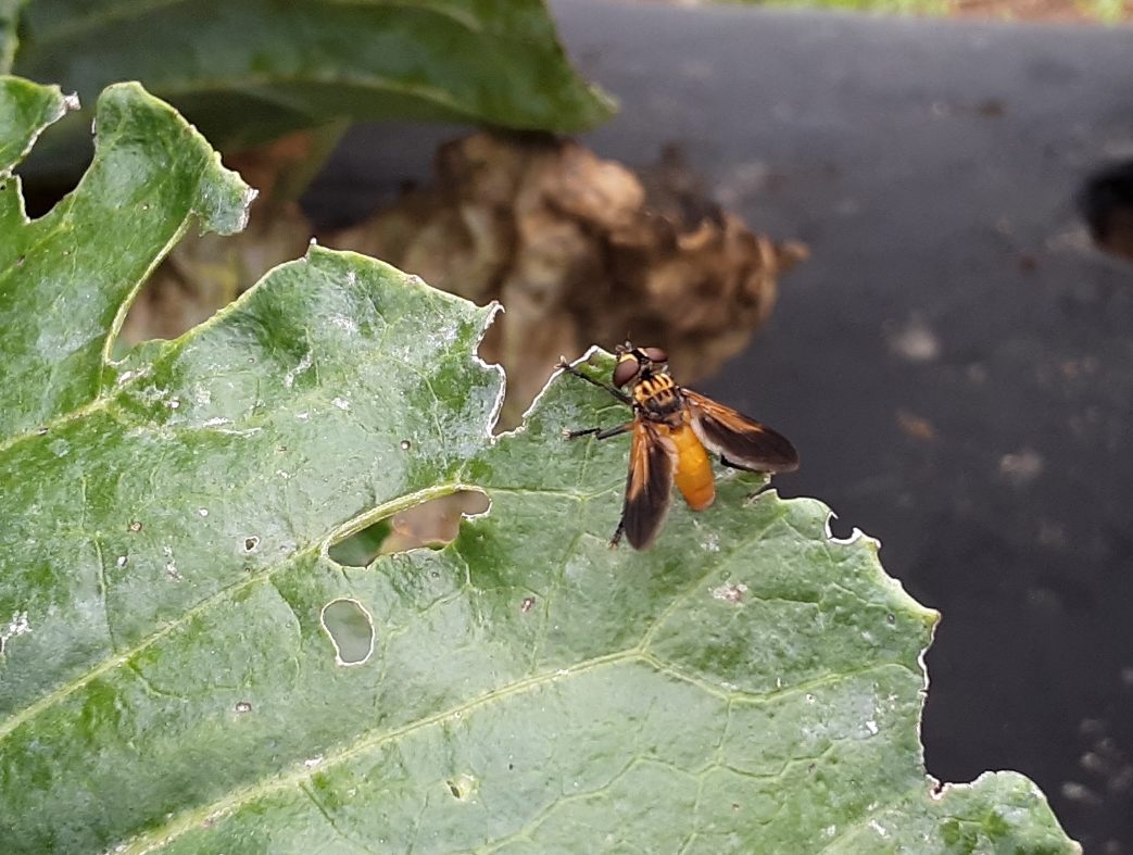 Common Natural Enemies of Brassica Insect Pests | Land-Grant Press