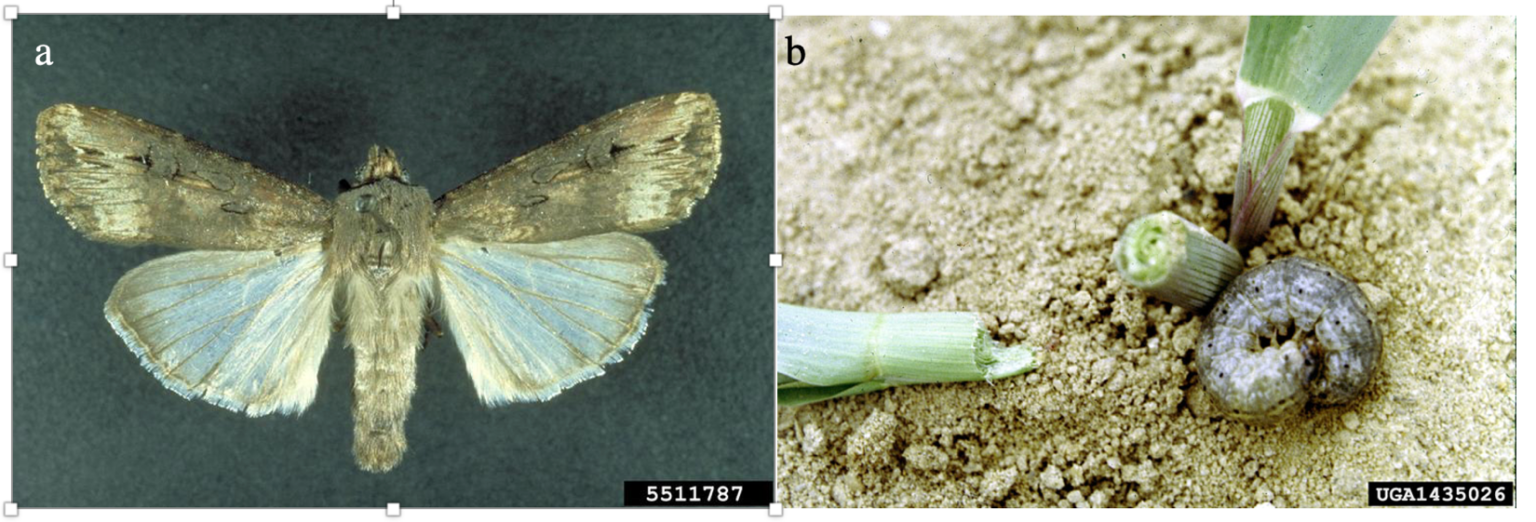 Managing Insect Pests in Field Corn using Transgenic Bt Technology ...