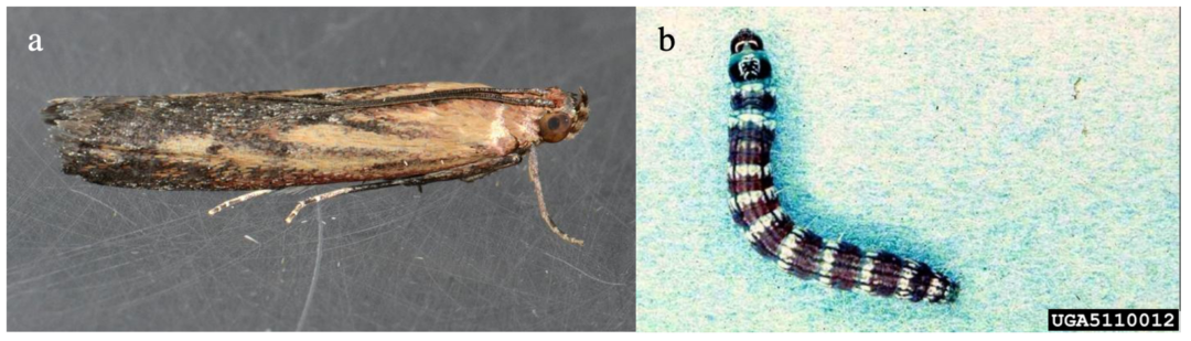 Managing Insect Pests in Field Corn using Transgenic Bt Technology ...