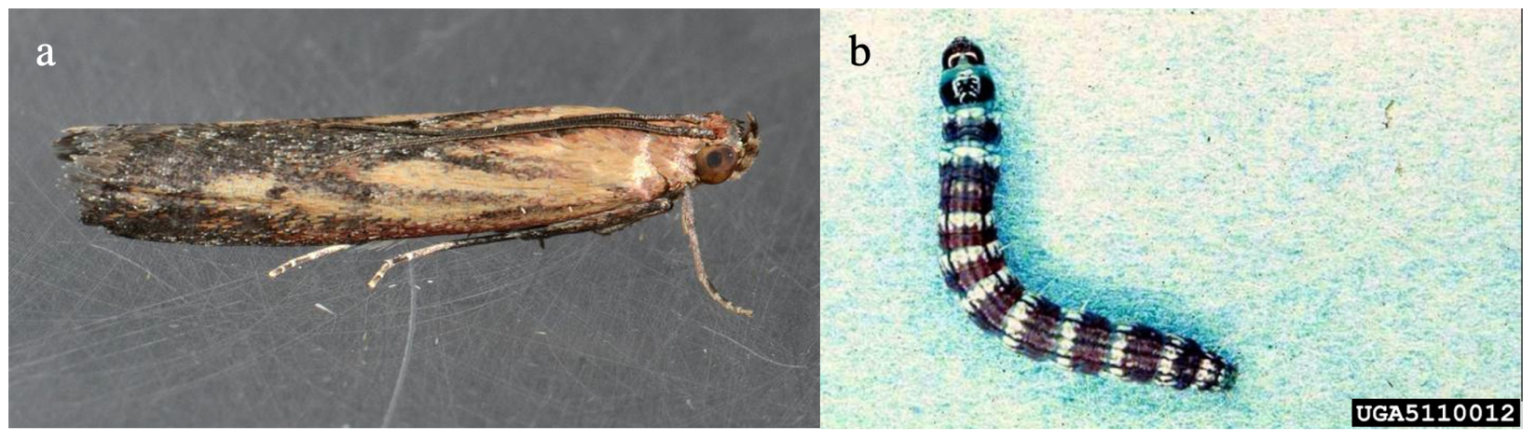 Managing Insect Pests in Field Corn using Transgenic Bt Technology ...