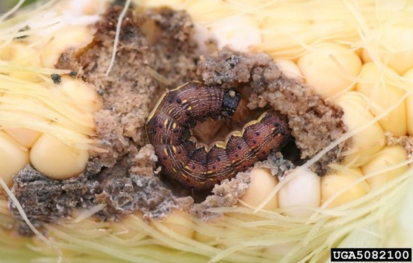 Managing Insect Pests in Field Corn using Transgenic Bt Technology ...