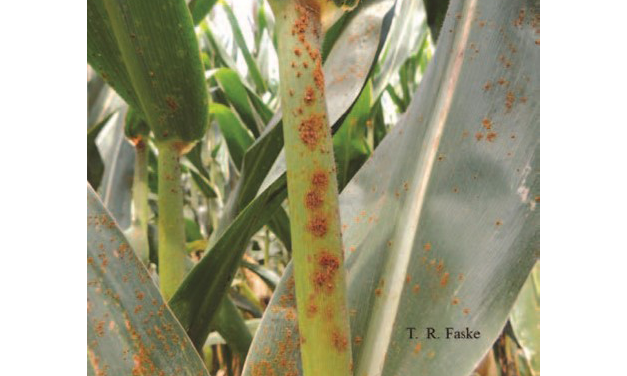 Common and Southern Rust in Field Corn | Land-Grant Press
