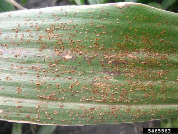 Common and Southern Rust in Field Corn | Land-Grant Press