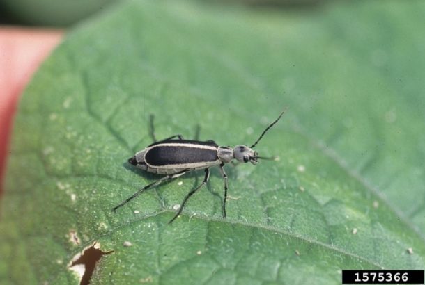 Insect Pests of Alfalfa in the Southeastern United States | Land-Grant ...