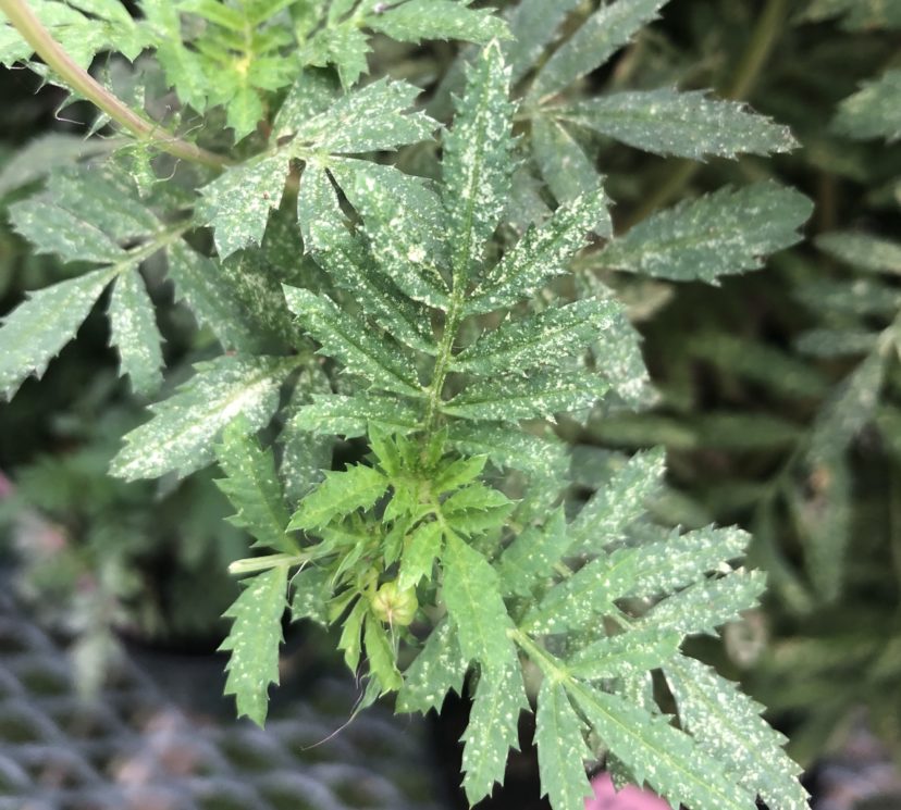 Phytophagous Mites and Their Management on Ornamental Plants | Land ...