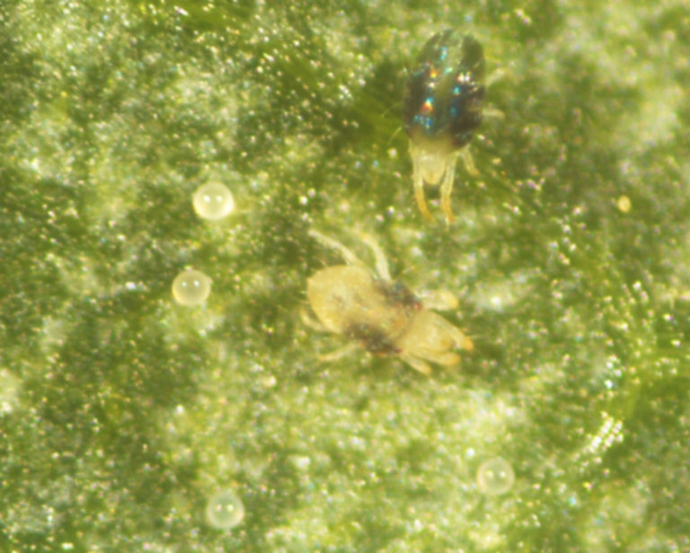Phytophagous Mites and Their Management on Ornamental Plants | Land ...
