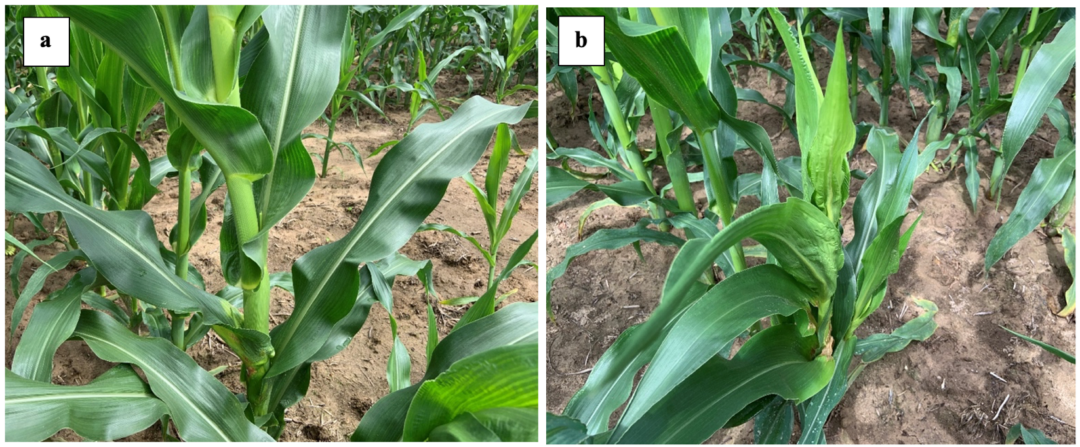 Herbicide Interactions with Insecticides | Land-Grant Press