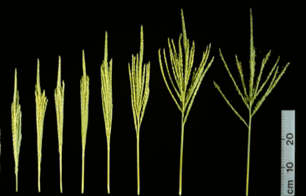 Visual Guide to Corn Growth Stages | Land-Grant Press