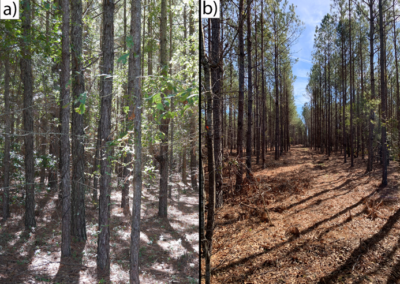 Managing Pine Trees with a Thinning | Land-Grant Press