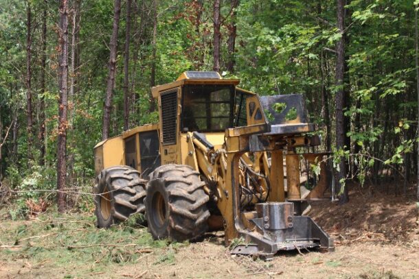 Managing Pine Trees with a Thinning | Land-Grant Press