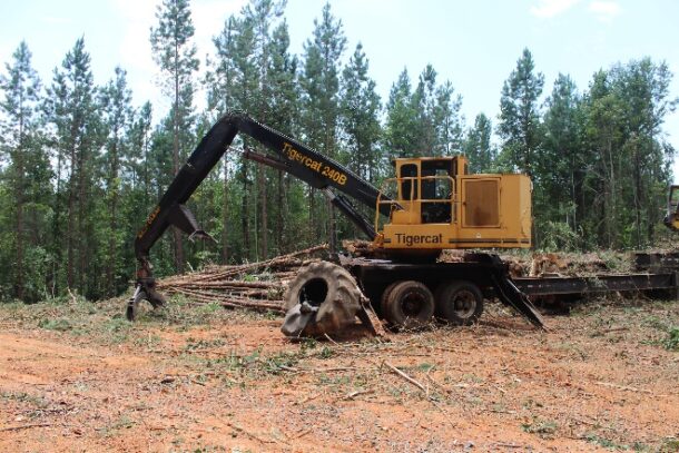 Managing Pine Trees with a Thinning | Land-Grant Press
