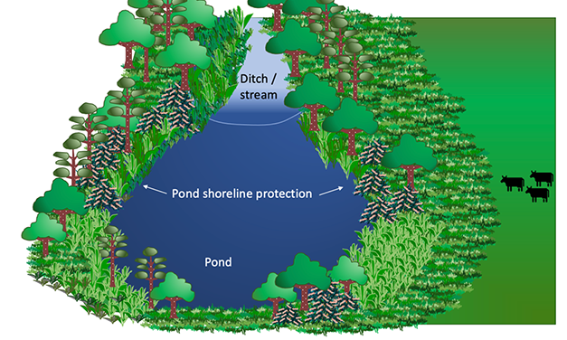 Plants for Livestock Pond Buffers | Land-Grant Press