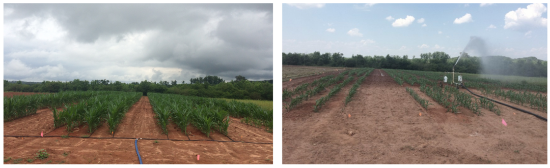 Micro-Irrigation System Maintenance to Prevent Clogging | Land-Grant Press