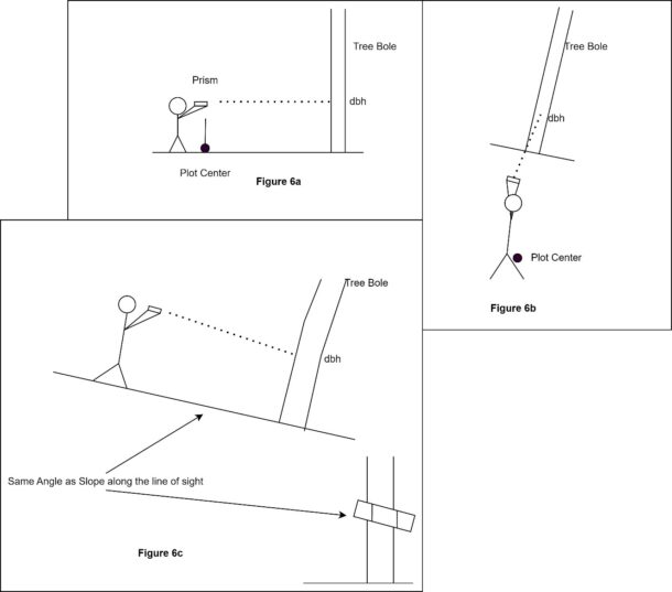 How to Conduct a Timber Cruise | Land-Grant Press