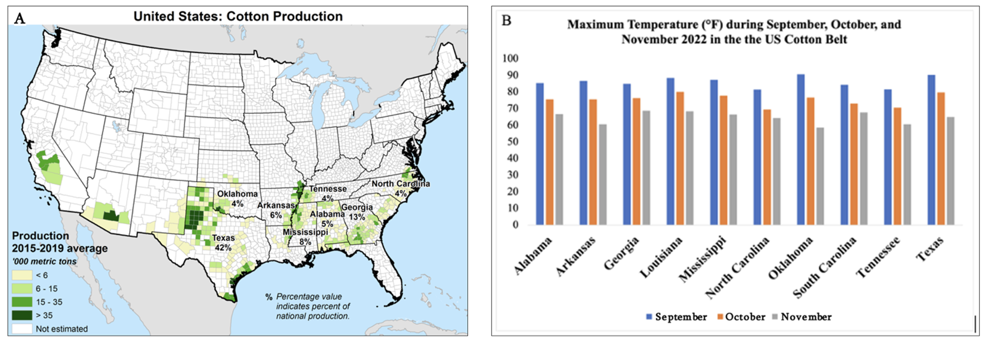 Insights into Cotton Regrowth and Management | Land-Grant Press