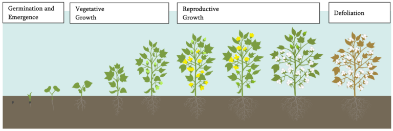 Insights into Cotton Regrowth and Management | Land-Grant Press