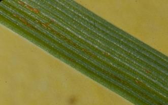 Management Strategies for Hessian Fly in Wheat | Land-Grant Press