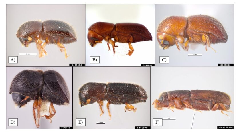 Ambrosia Beetle Biology, Impact, and Management | Land-Grant Press