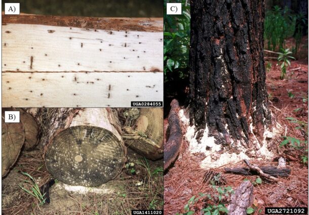 Ambrosia Beetle Biology, Impact, and Management | Land-Grant Press